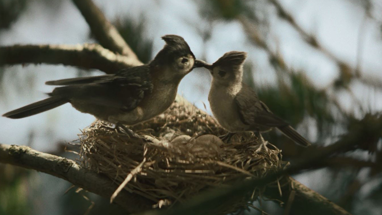 PASSION PICTURES – AXA 'Bird'